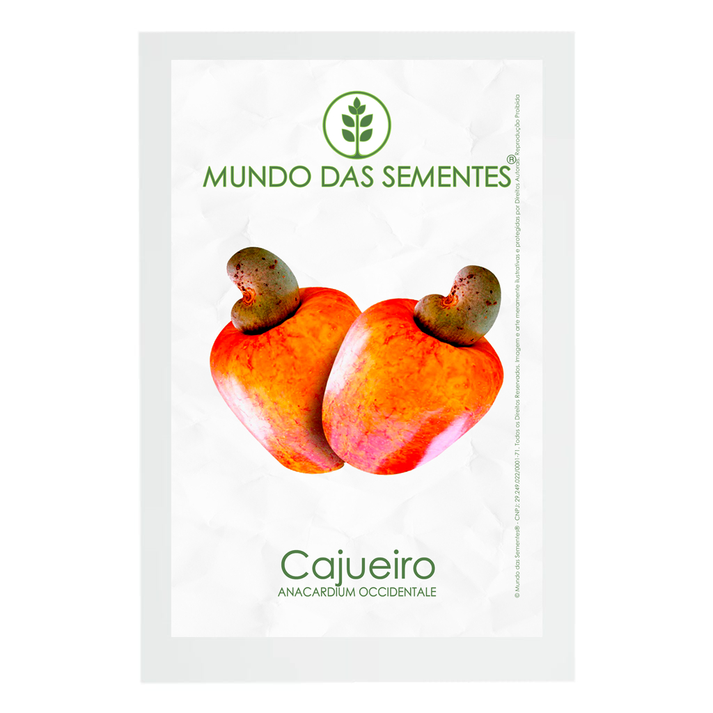 10 Semente de Cajú Frutífera Anacardium Occidentale | Premium | Mundo ...