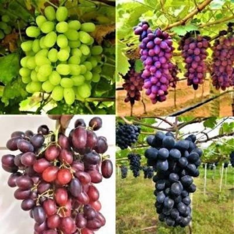 15 sementes uva mix | Shopee Brasil