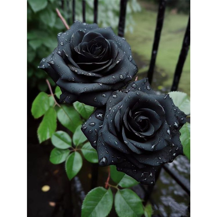 100 sements rosas principe negro com manual de cultivo pronta entrega ...