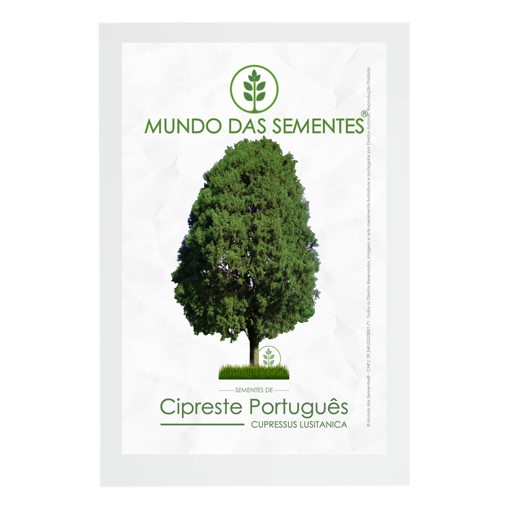 30 Sementes de Pinheiro Cipreste Português Cupressus Lusitanica ...