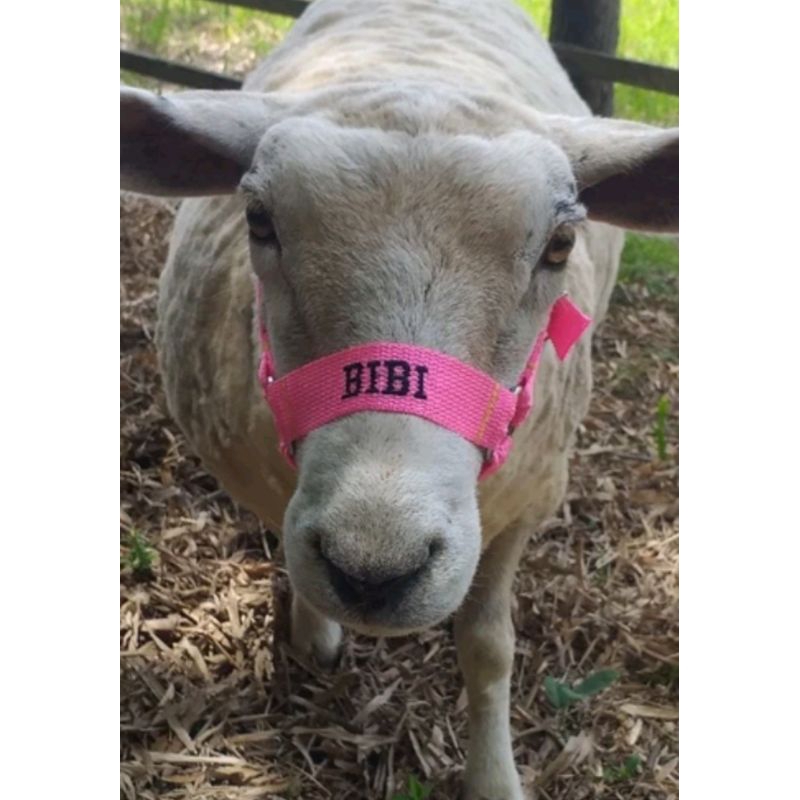 cabresto com nome bordado personalizado para ovelhas cabrito Carneiro ...