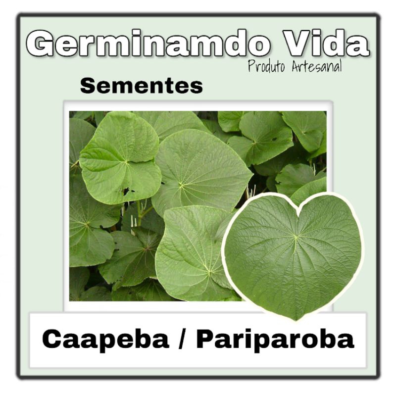 Sementes Caapeba Pariparoba Para Plantio De Mudas - Piper Umbellatum ...