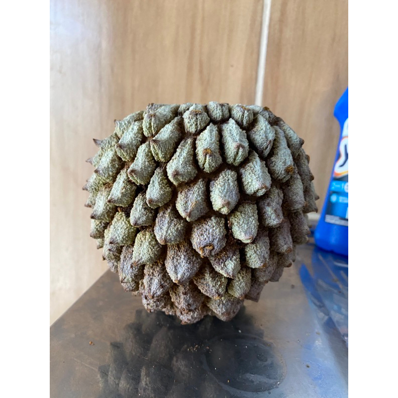 Semente Marolo Vermelho Fruta Araticum Do Cerrado Minas Gerais ...