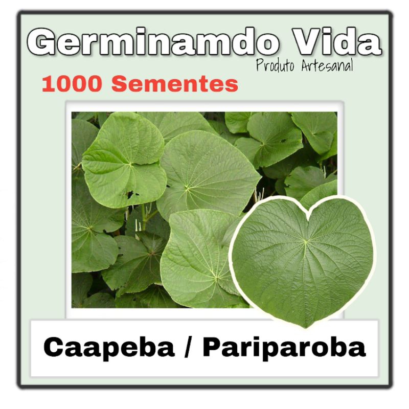 1.000 Sementes Para Plantio Pariparoba Capeba - Piper Umbellatum - Erva ...