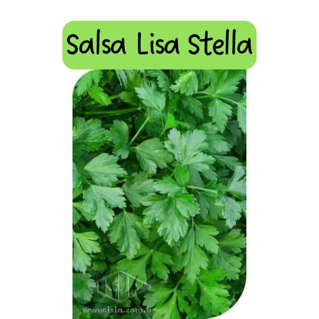 Salsa Lisa Stella 250 Sementes Horta Temperos Ervas Jardim Isla ...
