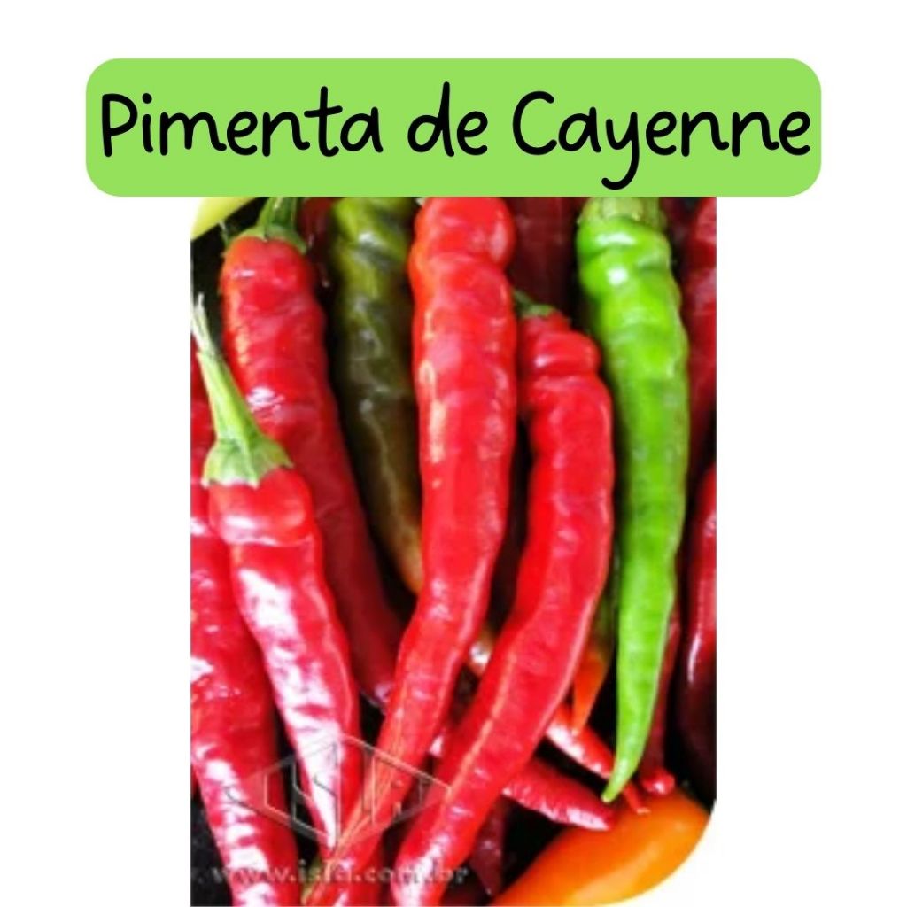 Pimenta de Cayenne Cayena Caiena Sementes Horta Temperos Ervas Jardim ...