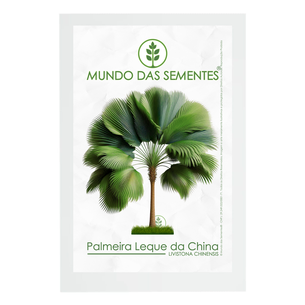 5 Sementes de Palmeira Leque da China Livistona chinensis | Premium ...