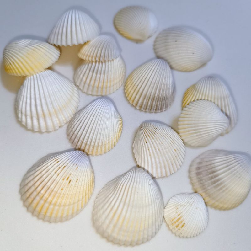 Conchas Do Mar Naturais /concha verdadeira/ Conchas amareladas ...