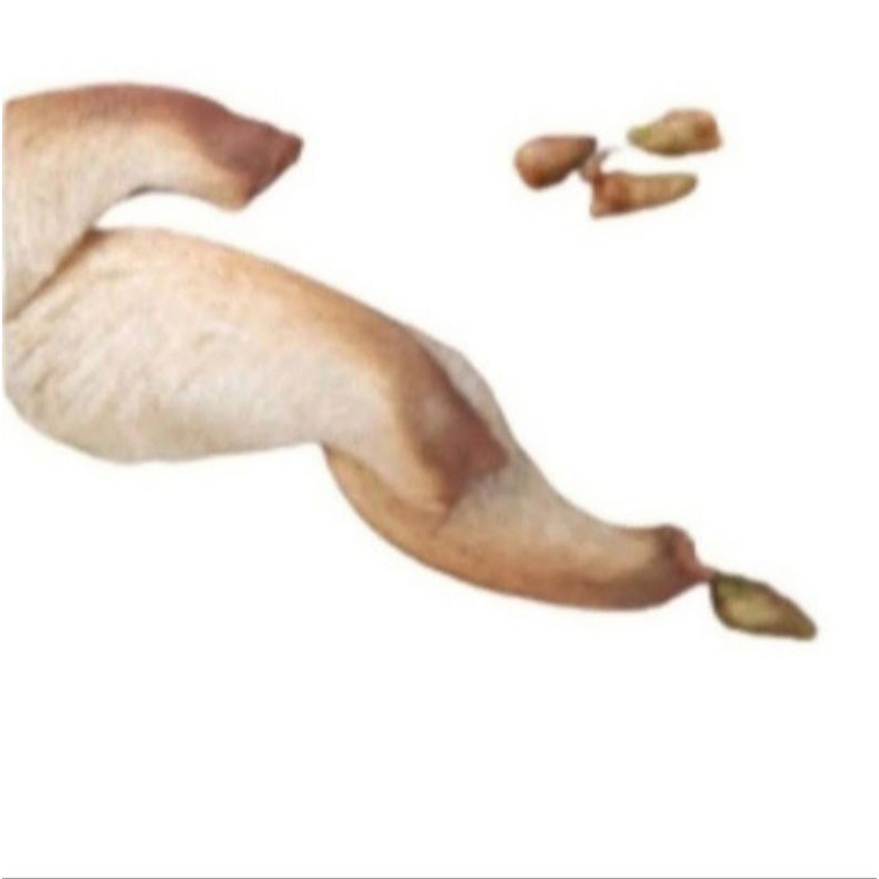 Semente de Cipo jagube Mariri Bannisteriopsis caapi 100 Unidade ...