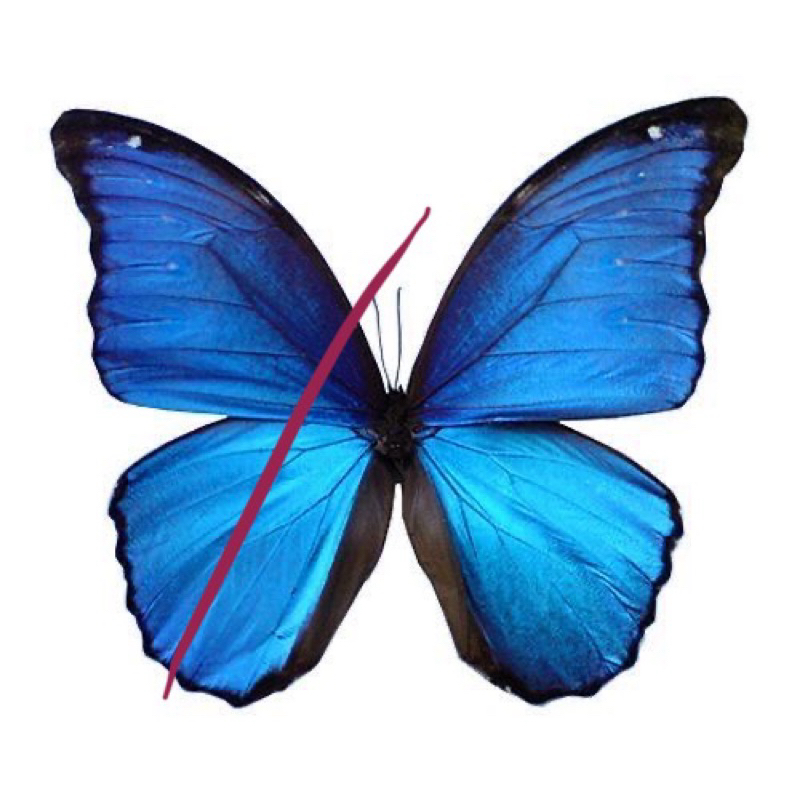 Buquê de borboletas azuis (montado) | Shopee Brasil