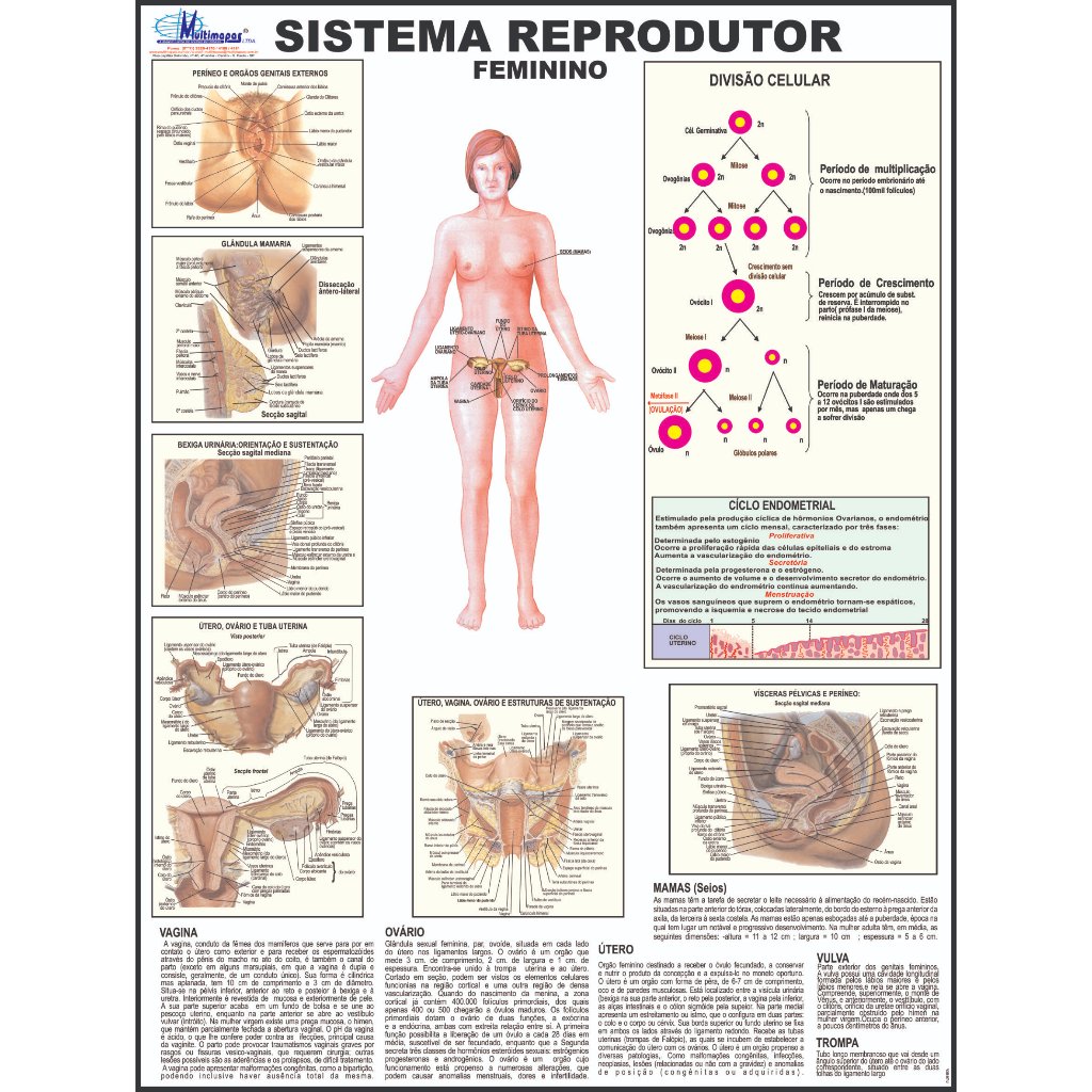 Mapa Reprodutor Feminino Corpo Humano Medicina sistema Anatomia Poster👌 ... Mapa Reprodutor Feminino Corpo Humano Medicina sistema Anatomia Poster👌 ...