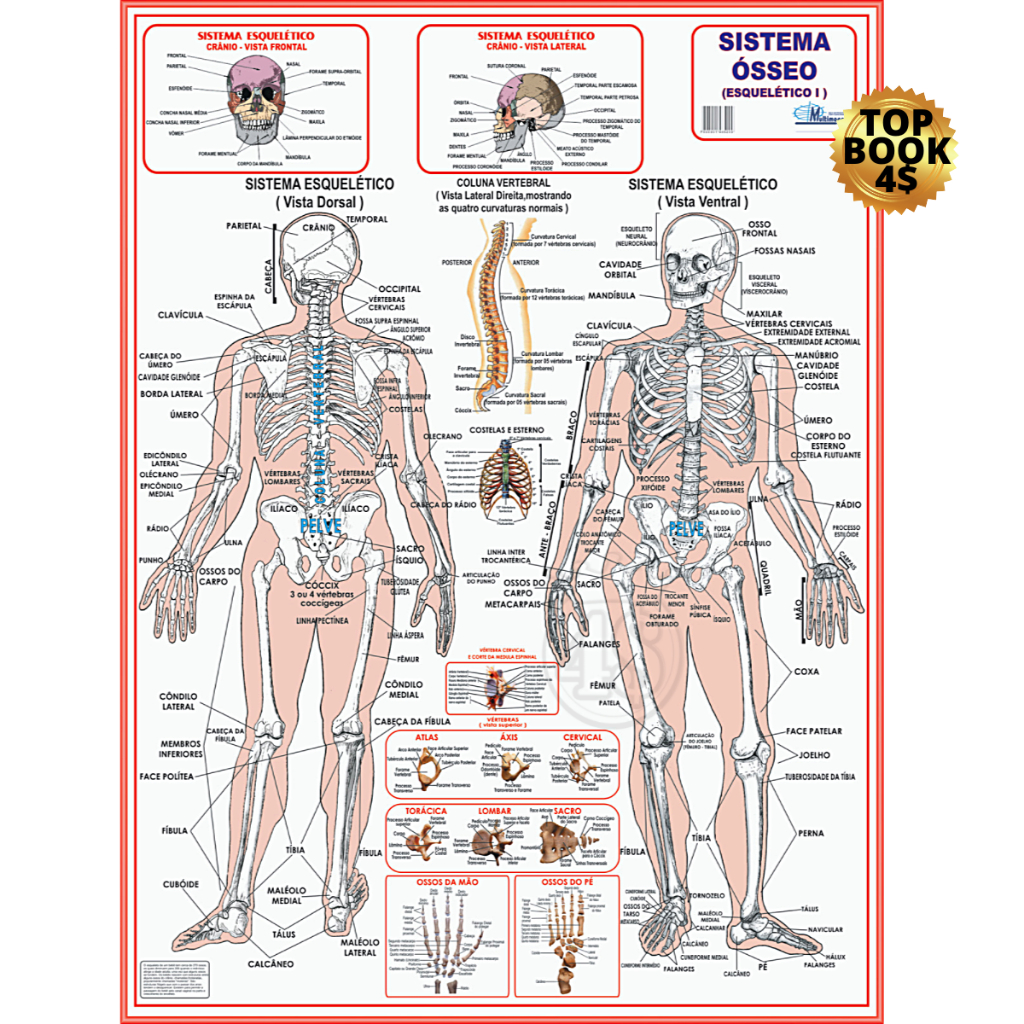 Mapa Corpo Humano Sistema Esqueletico 1 - Livro Poster Medicina Osseo ...