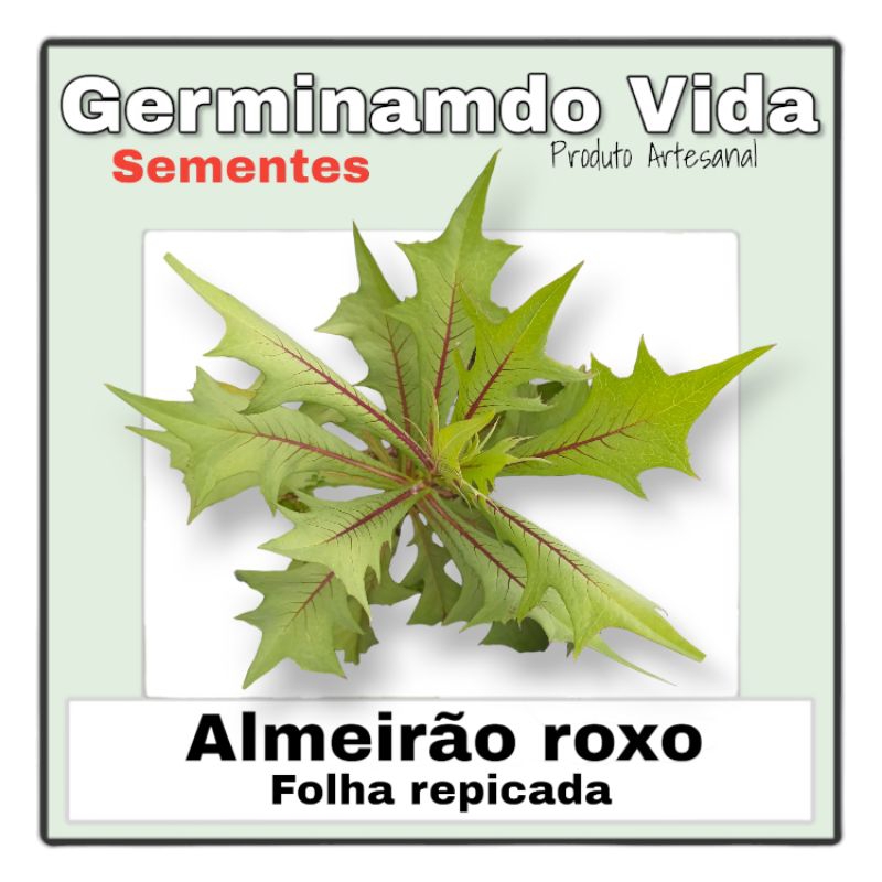 100 Sementes Almeirão Roxo Folha Repicada - Lactuca Indica - Panc ...