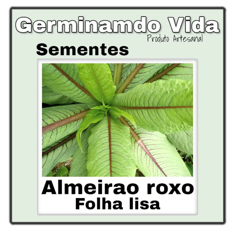 Sementes Almeirão Roxo - Lactuca Folha Lisa - Panc | Shopee Brasil