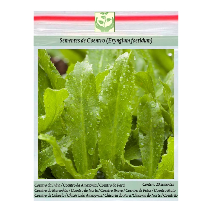 Sementes de Coentrão Eryngium foetidum para Plantio de Mudas | Shopee ...