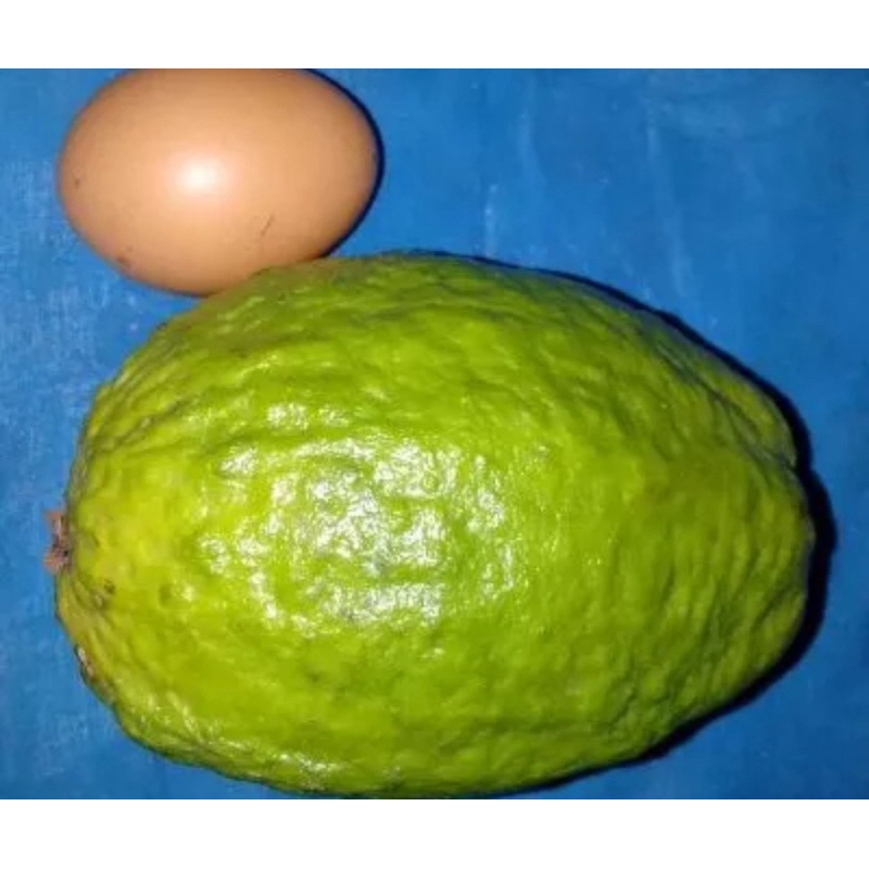 5 Gramas De Sementes goiaba tailandesa gigante Vermelha Aproximadamente ...