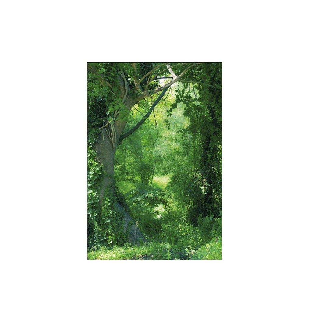 Fundo Fotográfico 1,50 X 2,20 - Bosque Floresta Verde 003 | Shopee Brasil