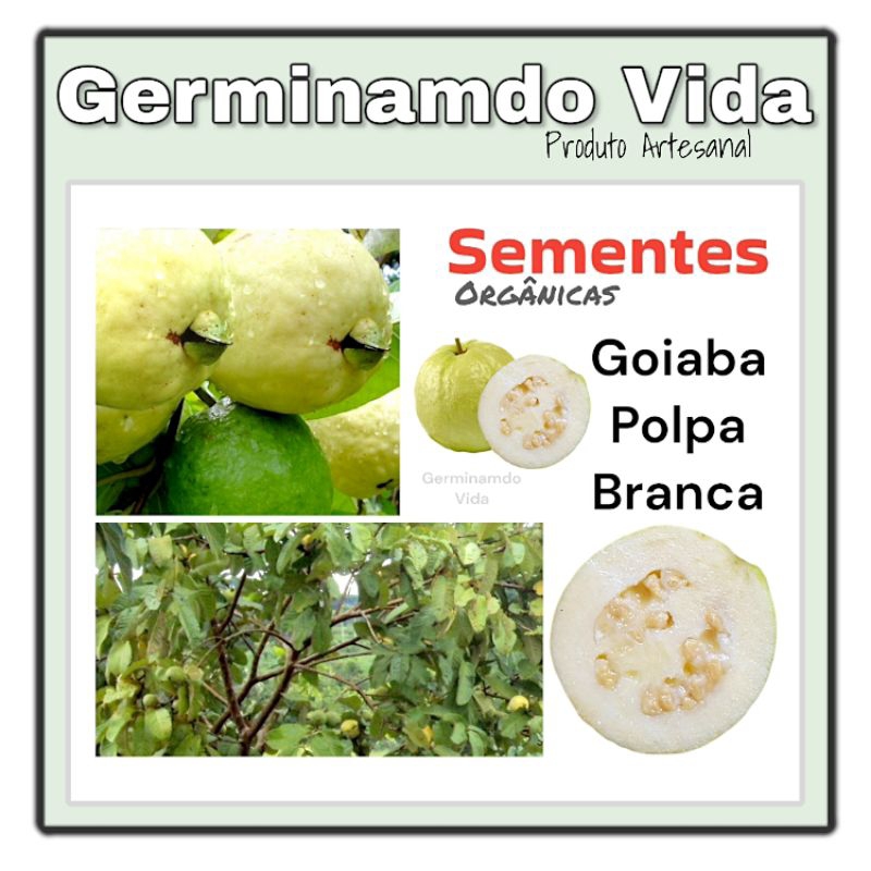 25 Sementes Goiaba Branca - Psidium Guajava - Para Plantio | Shopee Brasil