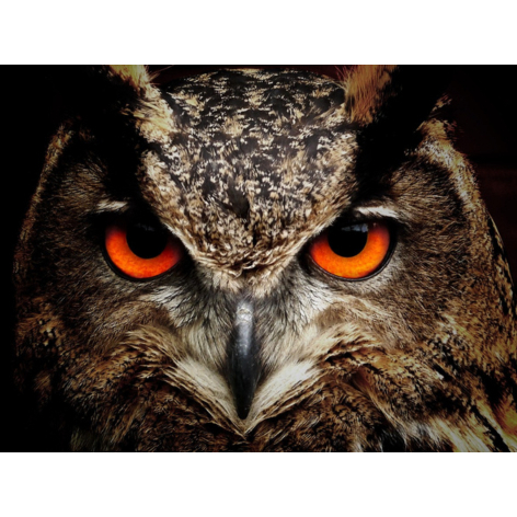 Placa decorativa de MDF (Coruja) - medida 20x28cm. | Shopee Brasil