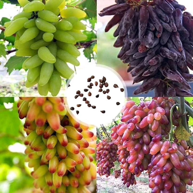 30 pcs sementes mix uva dedo de moça jardins | Shopee Brasil