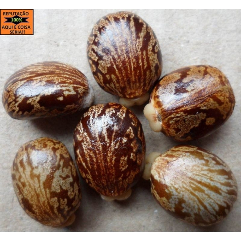 400 Sementes de Mamona Natural Para o plantio | Shopee Brasil