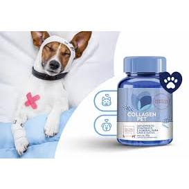 Collagen Pet Colageno tipo II para cães e Gatos 500mg Frasco com 60 ...