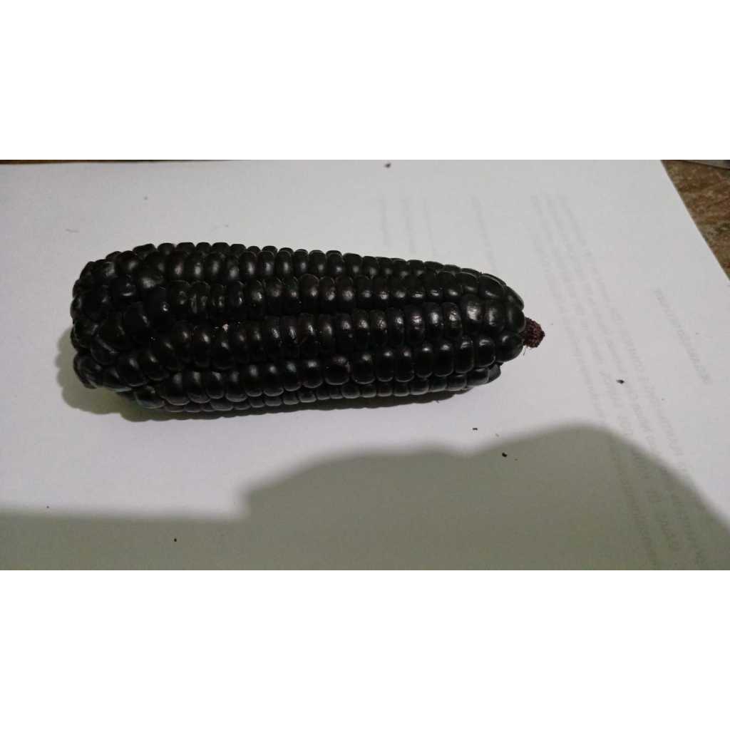 Milho roxo MAIZ MORADO PERUANO 50 sementes | Shopee Brasil
