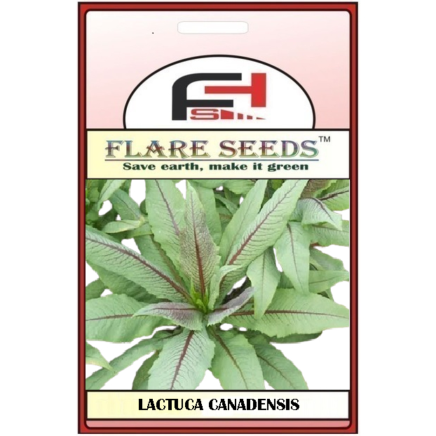 10 Sementes De Almeirão Roxo (Lactuca Canadensis) | Shopee Brasil