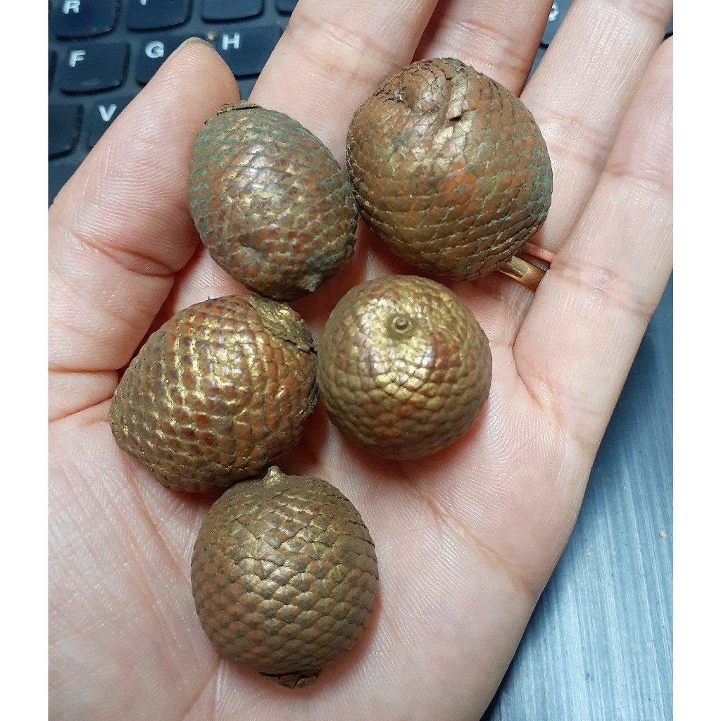 Coco Buriti dourado para artesanato | Shopee Brasil
