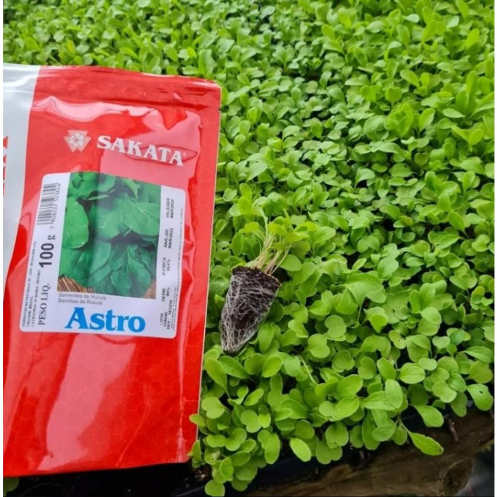 Semente De Rúcula Folha Larga Astro 100g - Sakata | Shopee Brasil