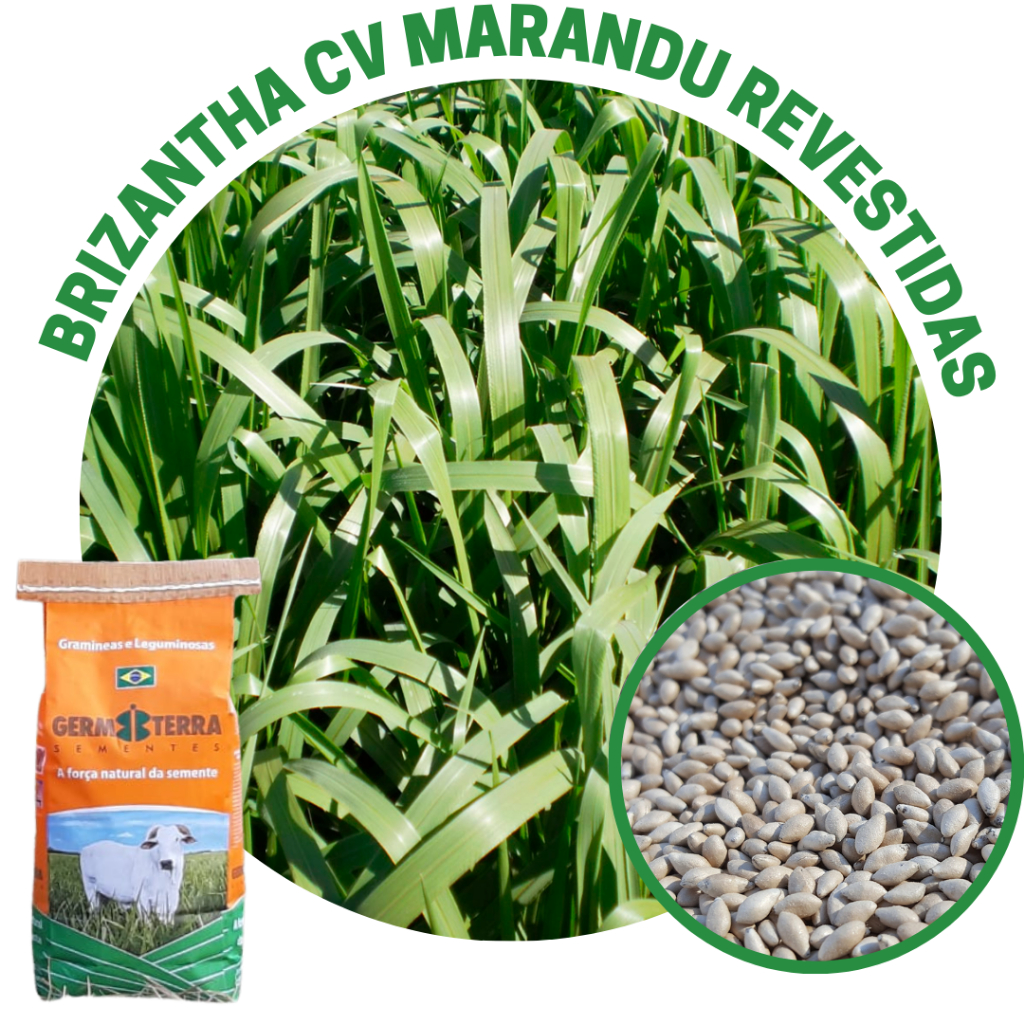 Sementes Brizantha marandu 3kg revestida | Shopee Brasil
