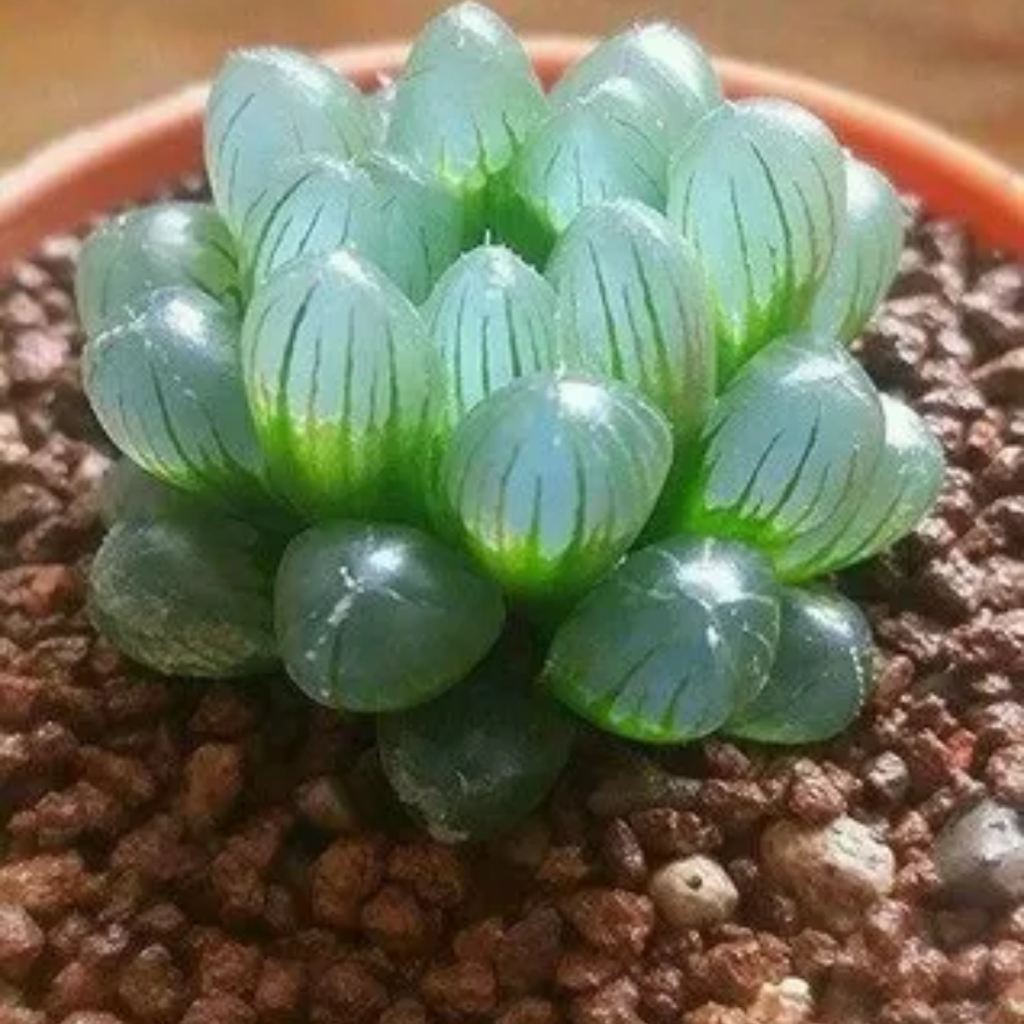 30 sement3s de flores suculentas raras pra fazer muda | Shopee Brasil