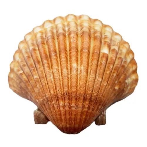 Concha shell grande | Shopee Brasil