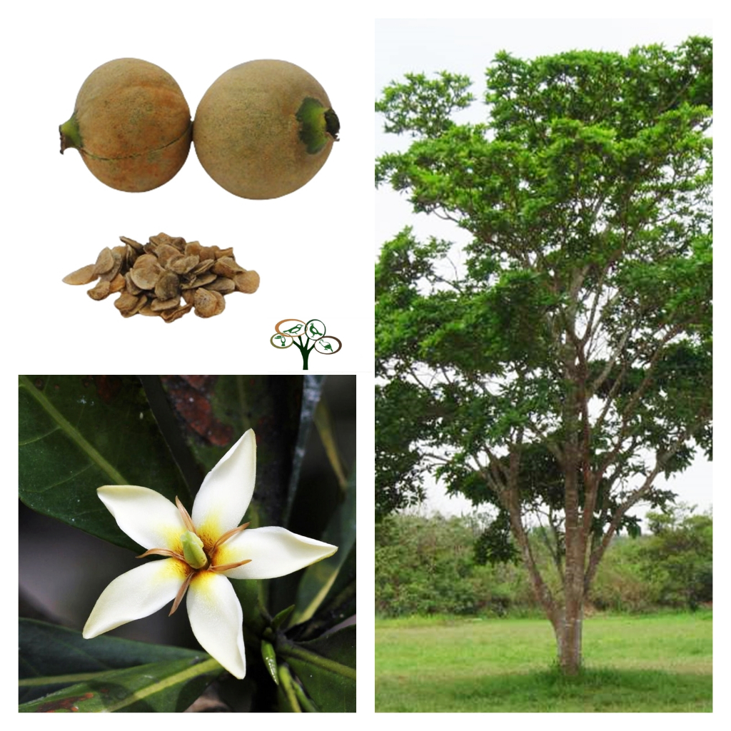 100 Sementes Jenipapo Genipa Americana Genipapo P/ Mudas | Shopee Brasil