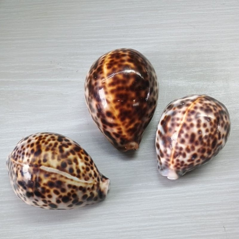 búzios concha trigre grande unidade | Shopee Brasil