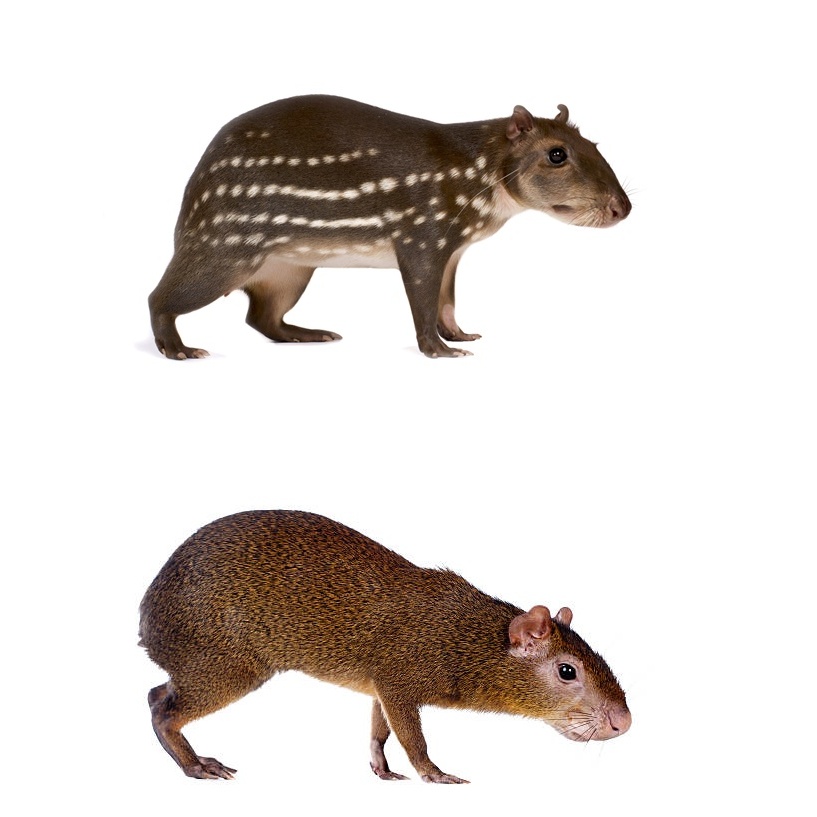 Kit com 2 Apitos Arremedos Paca e Cutia. | Shopee Brasil