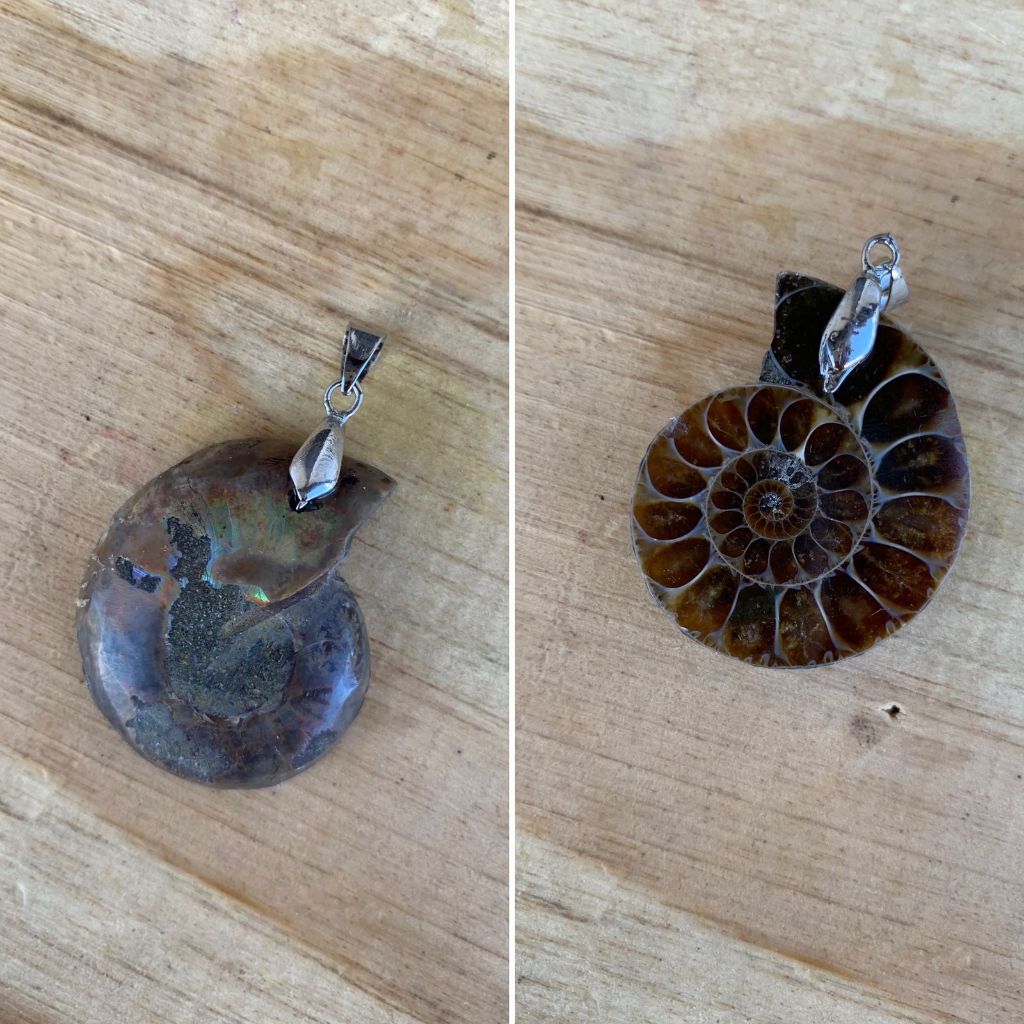 Pingente de Amonite ou Amonita Fóssil de Amonite | Shopee Brasil