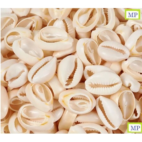 Buzios Natural Medios do 500 gramas Cortado natural NAO É DE PLASTICO ...