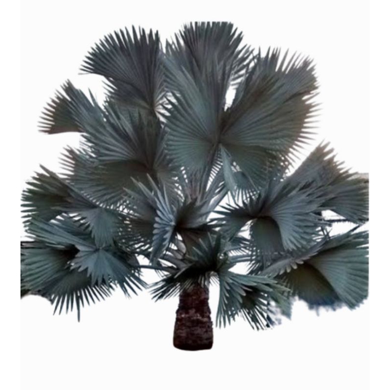 Semente De Palma azul 100 Unidade | Shopee Brasil