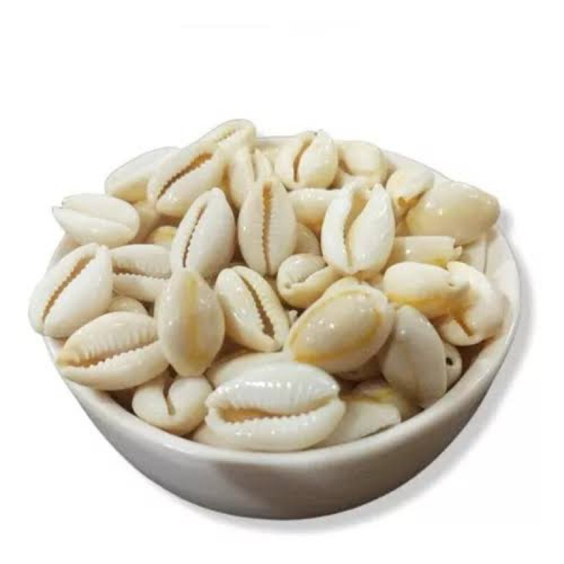 Búzios Branco Fechado Natural Concha | Shopee Brasil