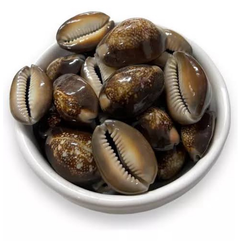 Buzios Africano Natural Fechado Pacote Concha Natural - Desconto no Preço