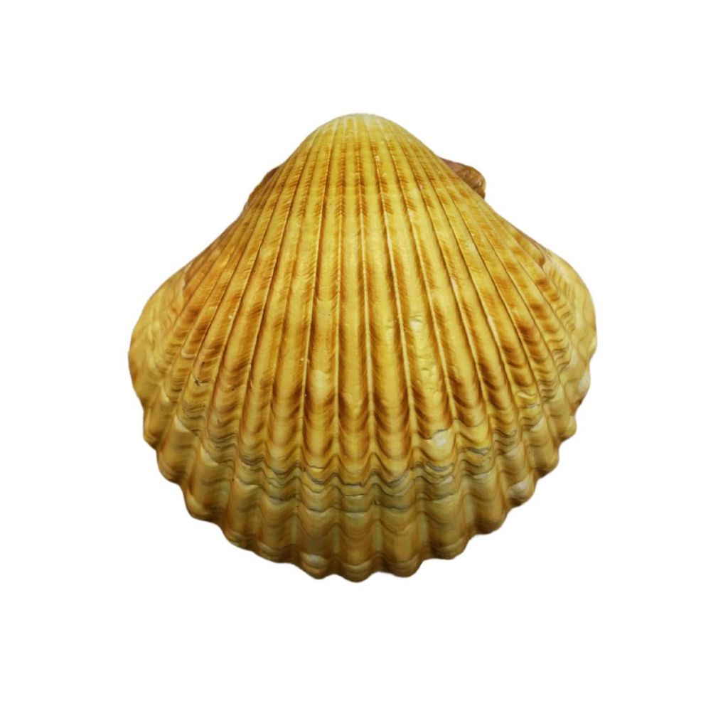 Concha Shell Natural Média | Shopee Brasil