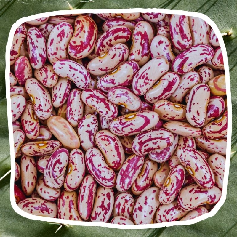 Feijão Rajado Vermelho 1Kg | Shopee Brasil