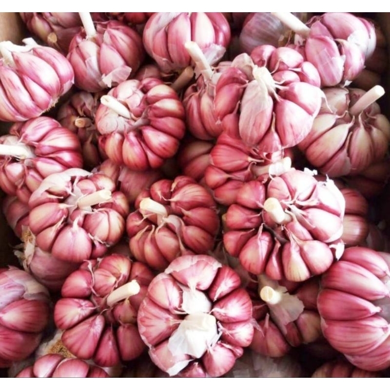 Alho Roxo Nacional Graúdo do Norte de Minas Gerais 1kg | Shopee Brasil