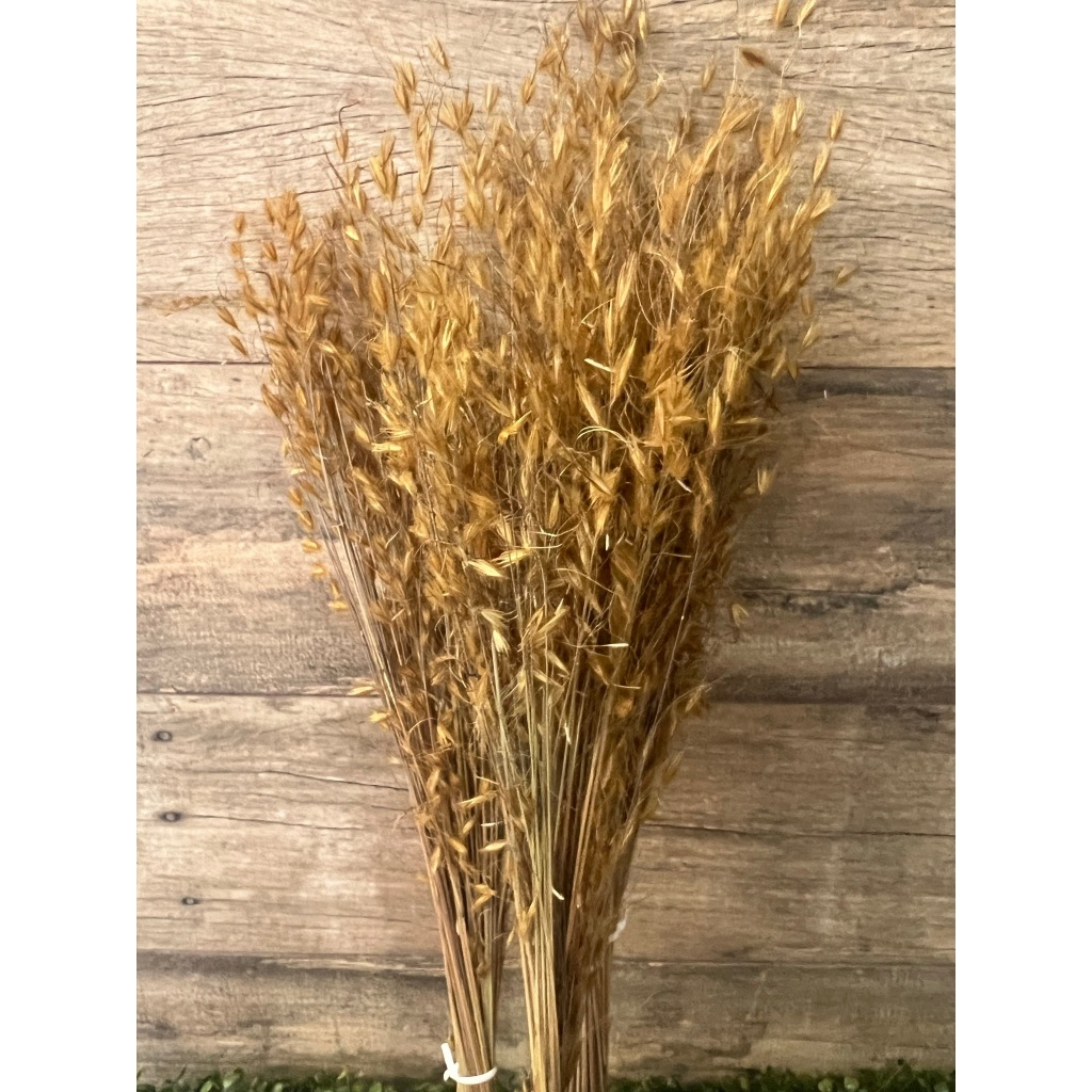 Capim dourado ou capim ouro, seco e desidratado,flor seca Decoração ...