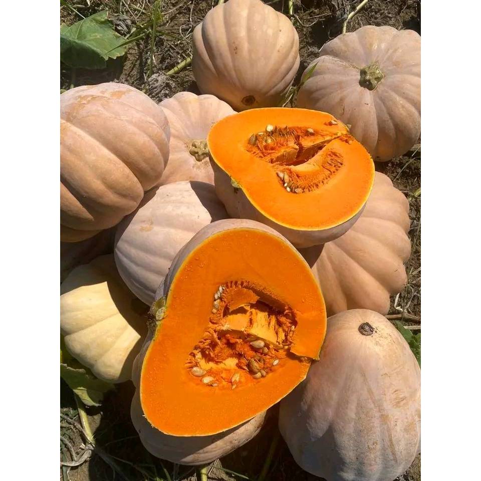 Sementes Abobora Jerimum De Leite Caipira Nordestina | Shopee Brasil