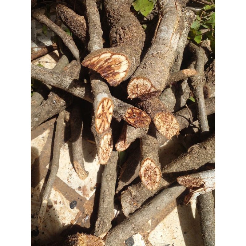 Casca De Cipó Jagube Mari bonisteriopsis | Shopee Brasil