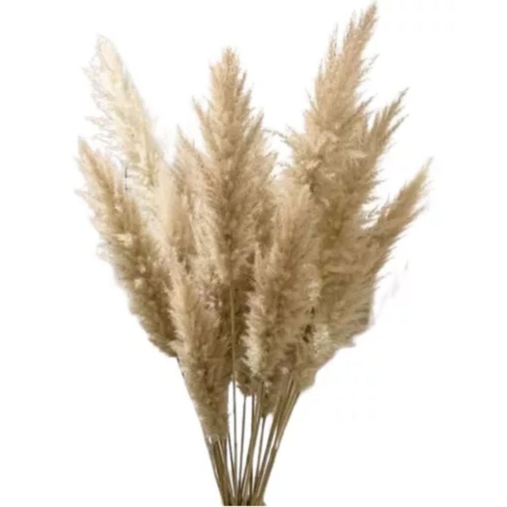 Kit 6 Haste Capim Dos Pampas Plumas Pinterest Decoração Luxo | Shopee ...