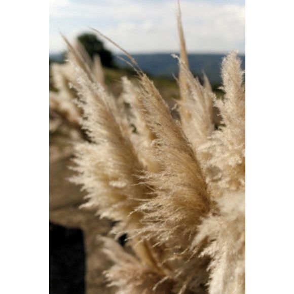 Capim dos Pampas Seco Franja- 10 UNIDADES | Shopee Brasil