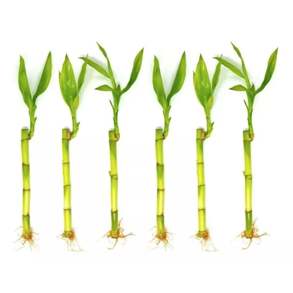 Haste de Bambu da Sorte, Muda de Bambu da Sorte, Lucky Bamboo ...
